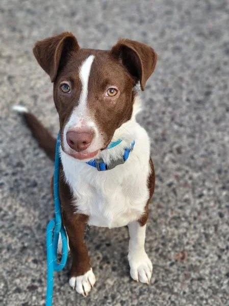 Available Dogs — Winona Area Humane Society