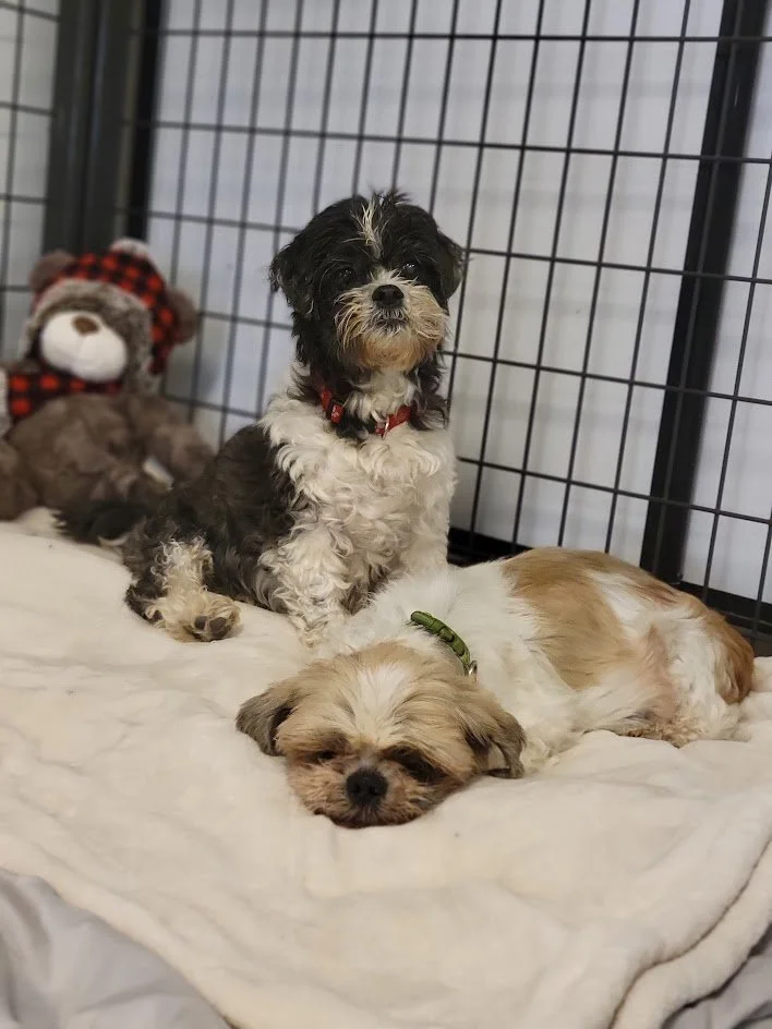 Available Dogs — Winona Area Humane Society