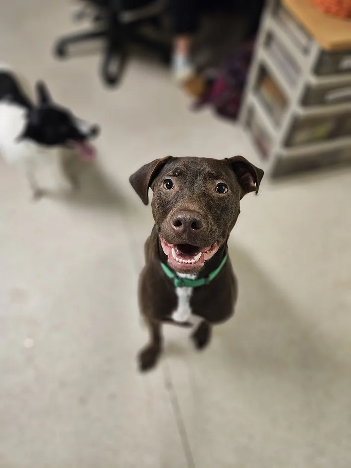 Available Dogs - Winona Area Humane Society | Winona, MN