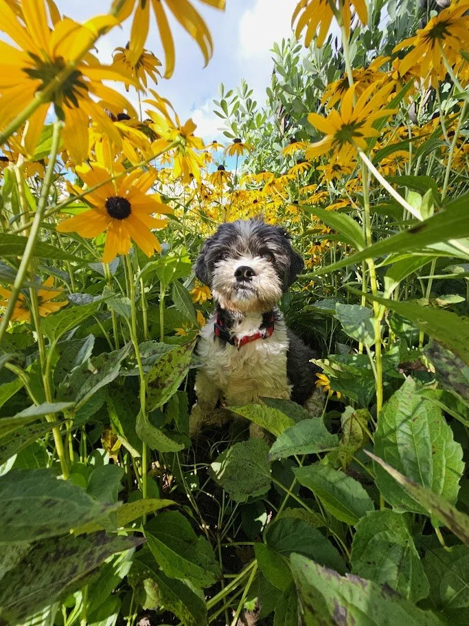 Available Dogs - Winona Area Humane Society | Winona, MN