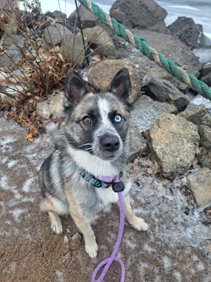 Available Dogs - Winona Area Humane Society | Winona, MN