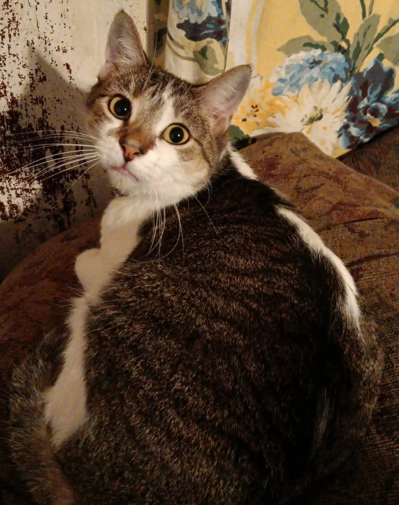Community Rehoming Listings - Winona Area Humane Society | Winona, MN