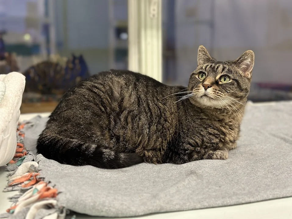 Winona Area Humane Society | Winona, MN