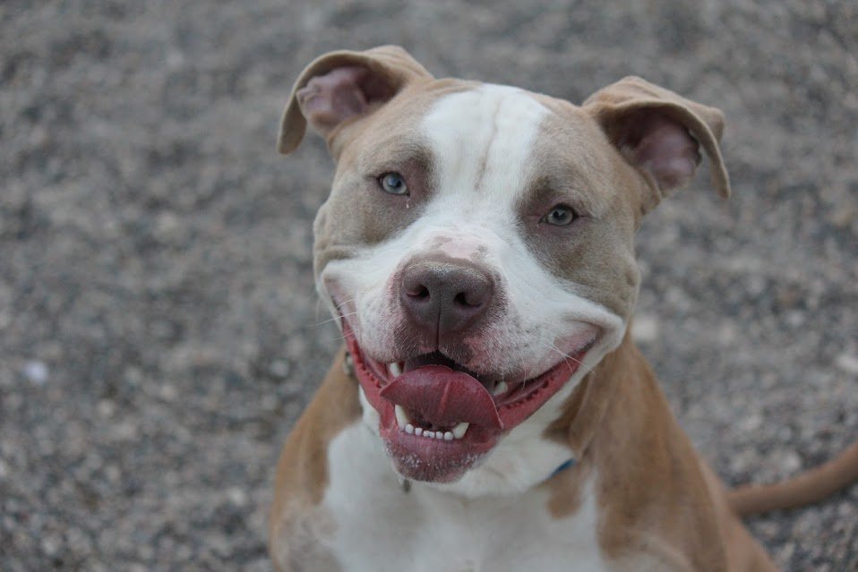 Winona Area Humane Society | Winona, MN