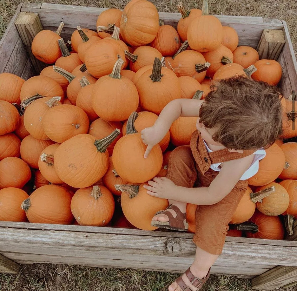 Kansas City Pumpkin Farm | Family Fun Destination Kansas City - KC ...