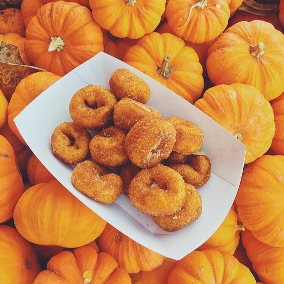 Delicious Food — KC Pumpkin Patch