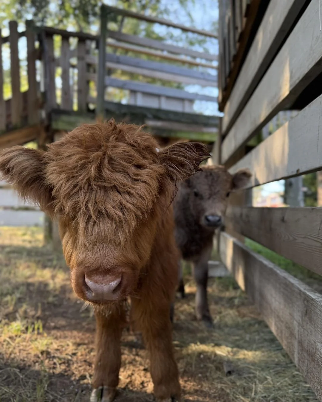 Mini Highland Cows — KC Pumpkin Patch | Family Events Near Kansas City