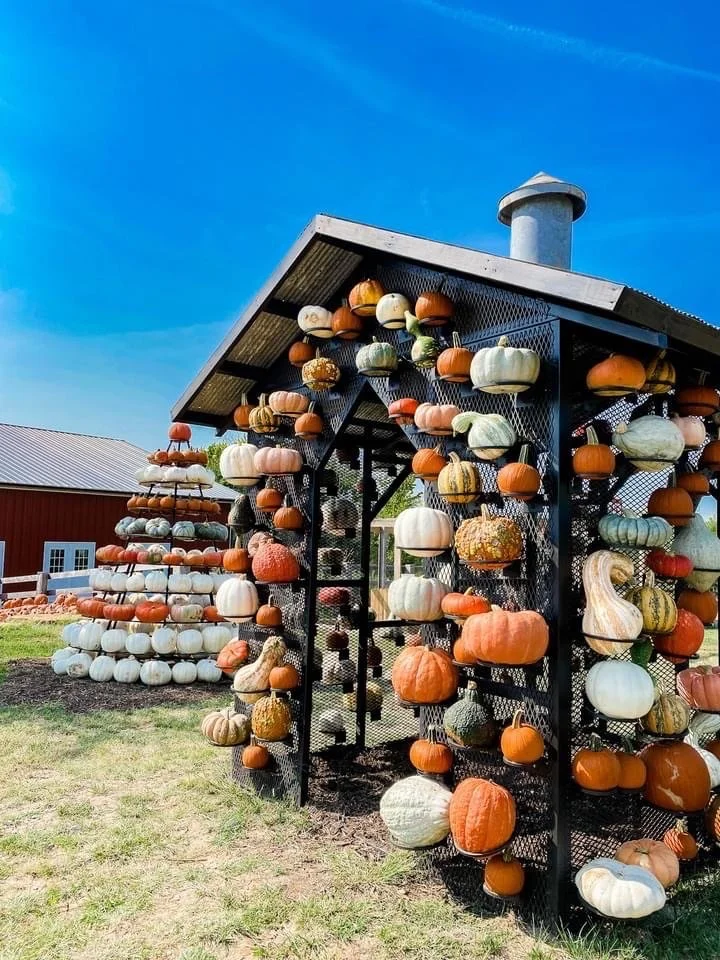 Kansas City Pumpkin Farm | Family Fun Destination Kansas City - KC Pumpkin Patch