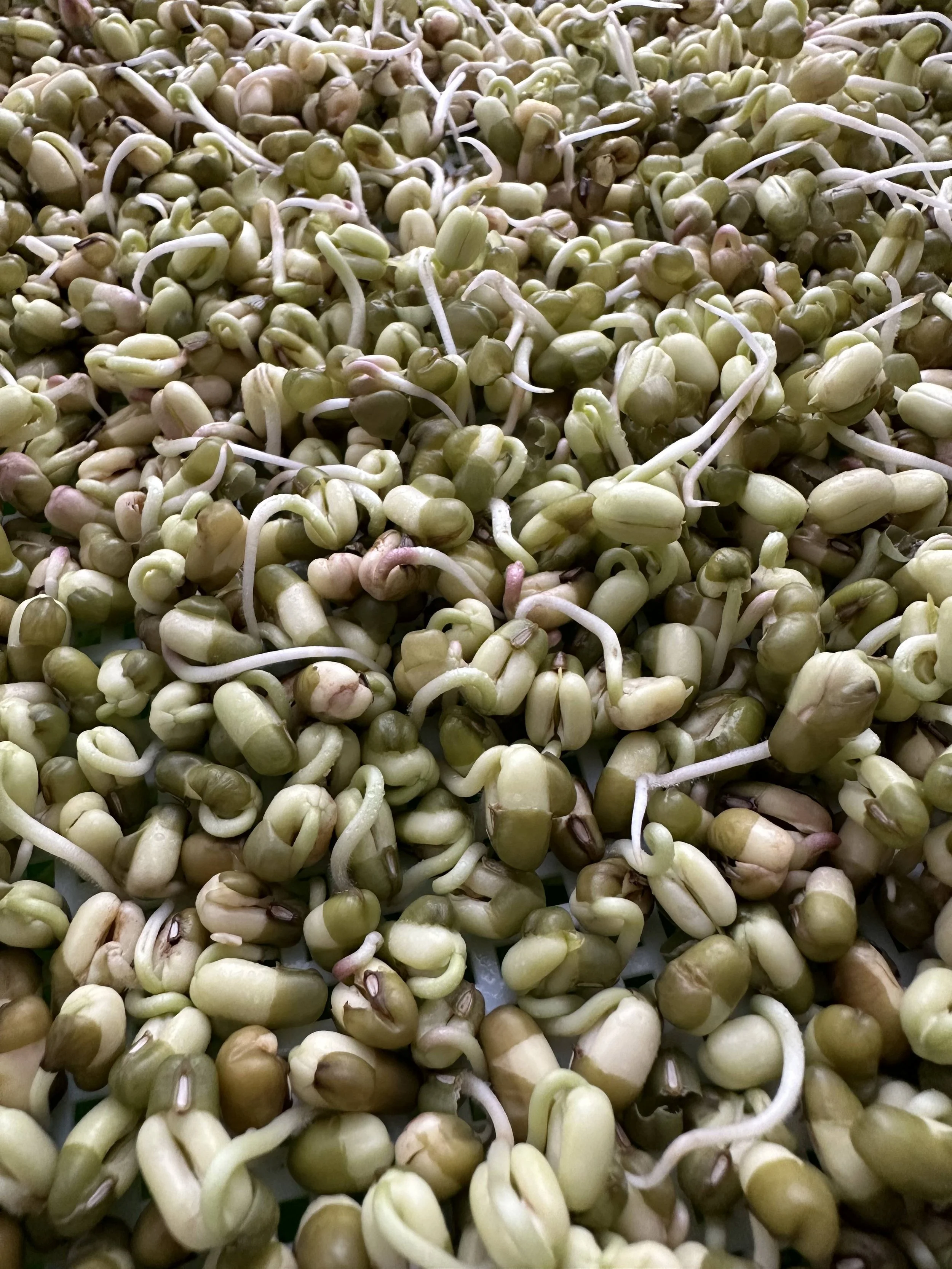 Sprouting: A Powerhouse in a Tiny Package — Nourish to Live Rx