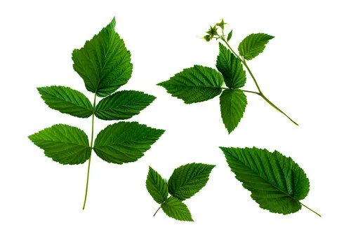 Rubus Idaeus Leaf