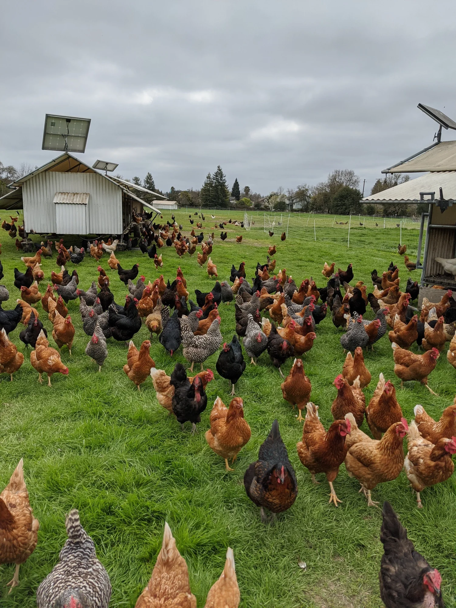 Wise Acre Farm
