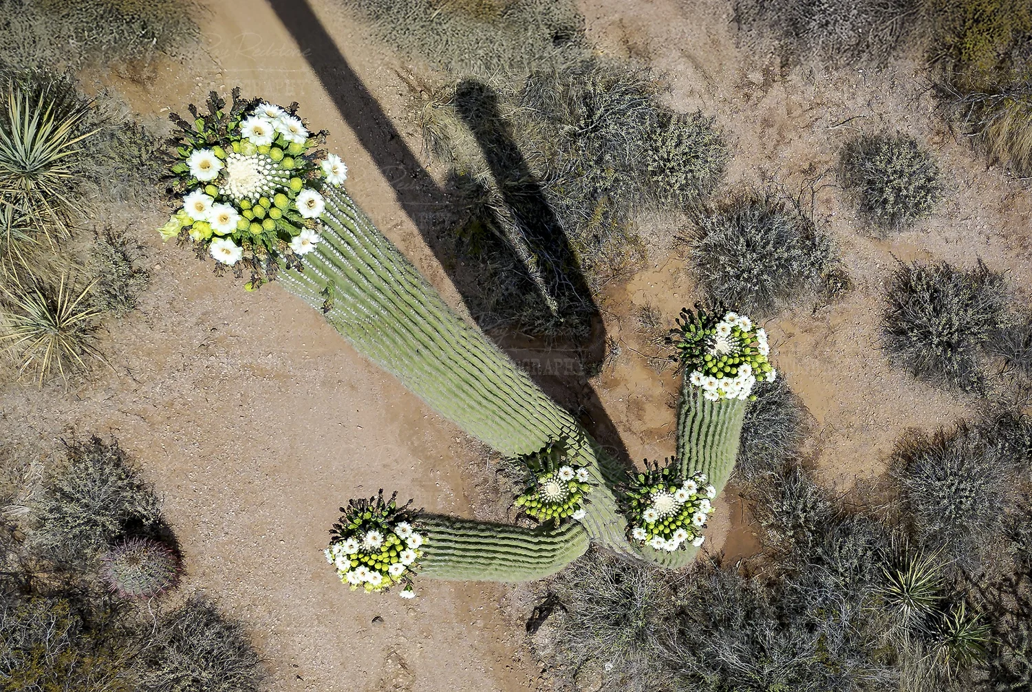 Southwest Cactus Images For Sale | Saguaro Cactus Photos, Pictures