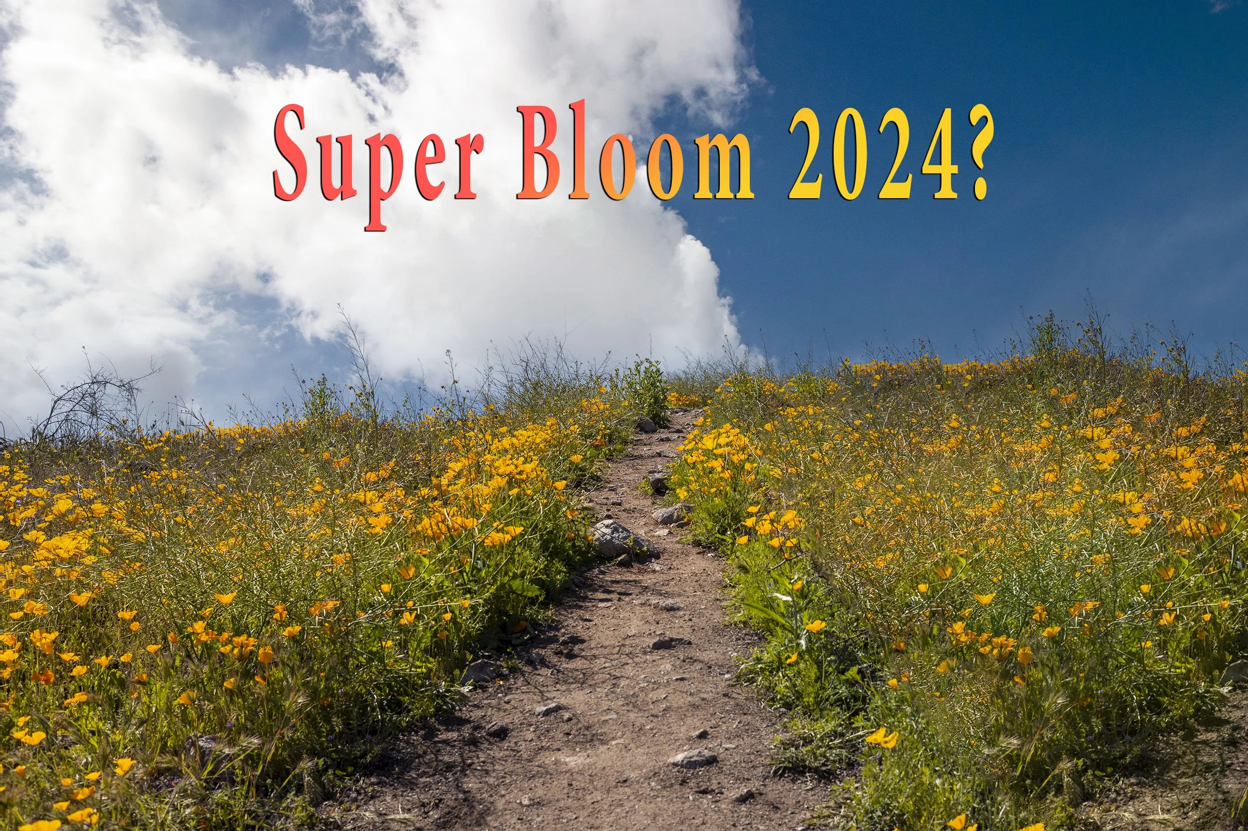 Will There Be an Arizona Wildflower Super Bloom In 2024?