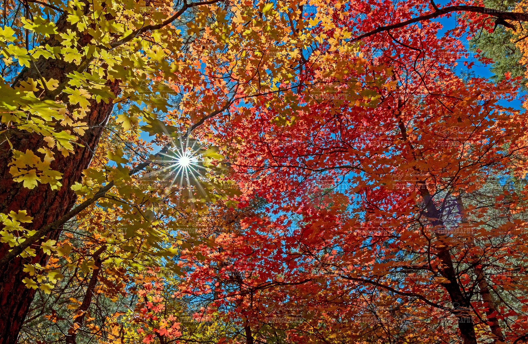 Images Of The West Fork Trail In Sedona Arizona | Photos | Trail Info