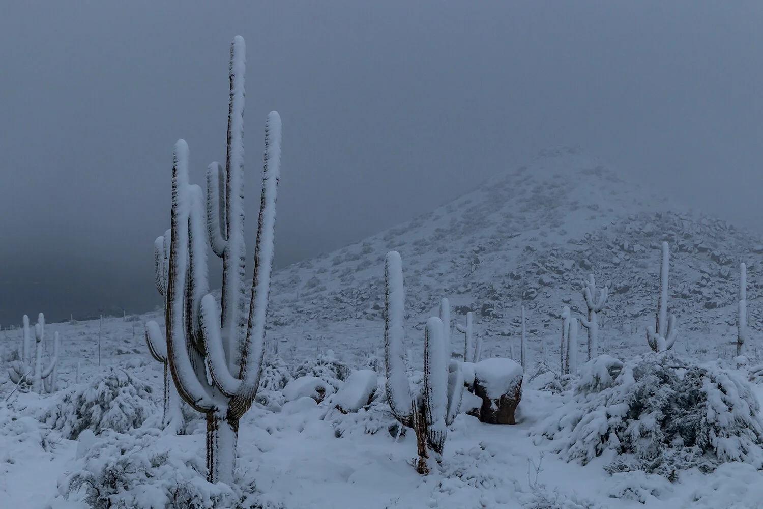 Southwest USA Cactus Stock Images, Photos | Photography
