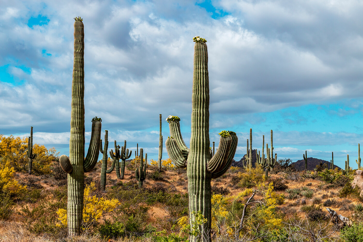 Southwest USA Cactus Stock Images, Photos | Photography