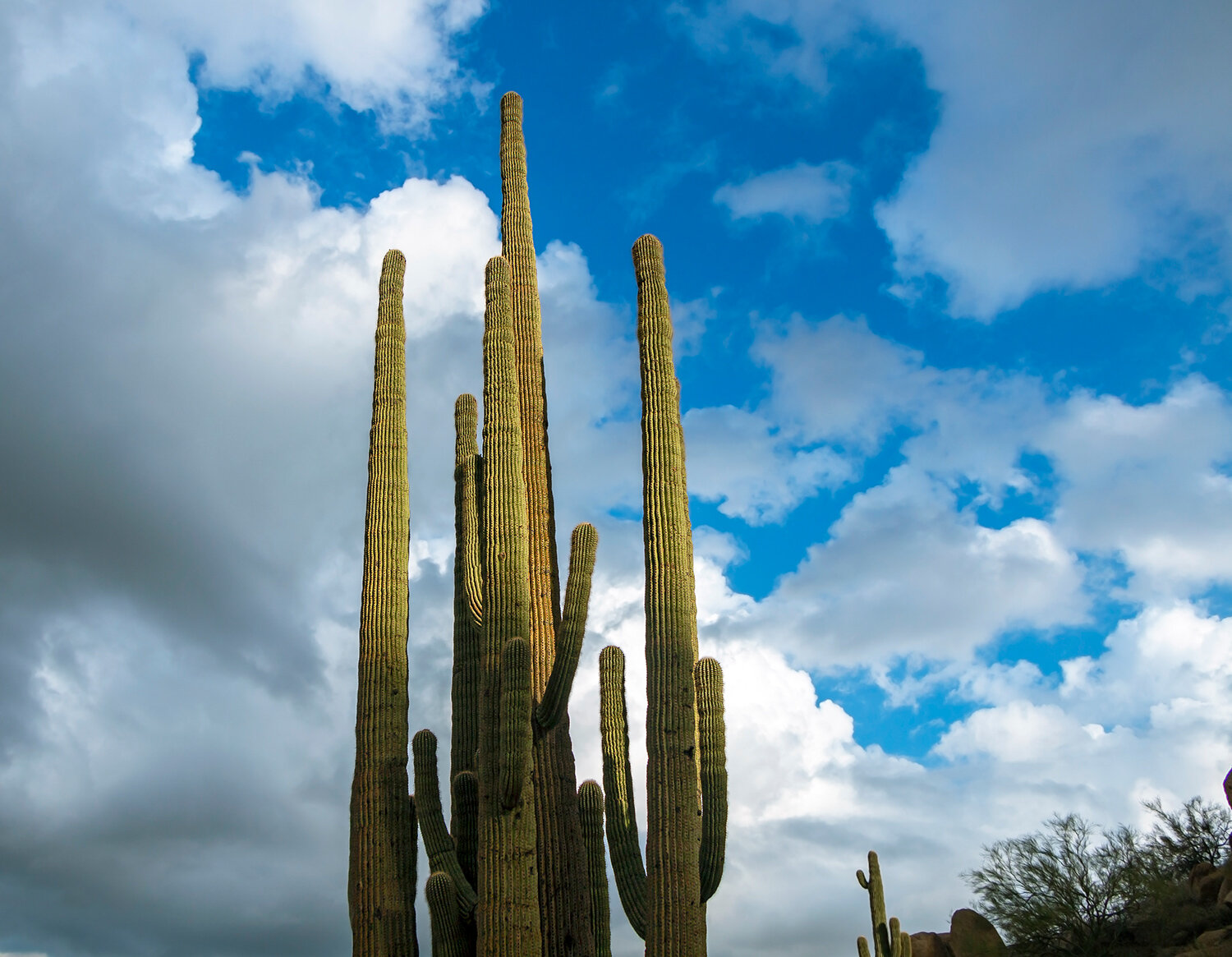 Southwest USA Cactus Stock Images, Photos | Photography