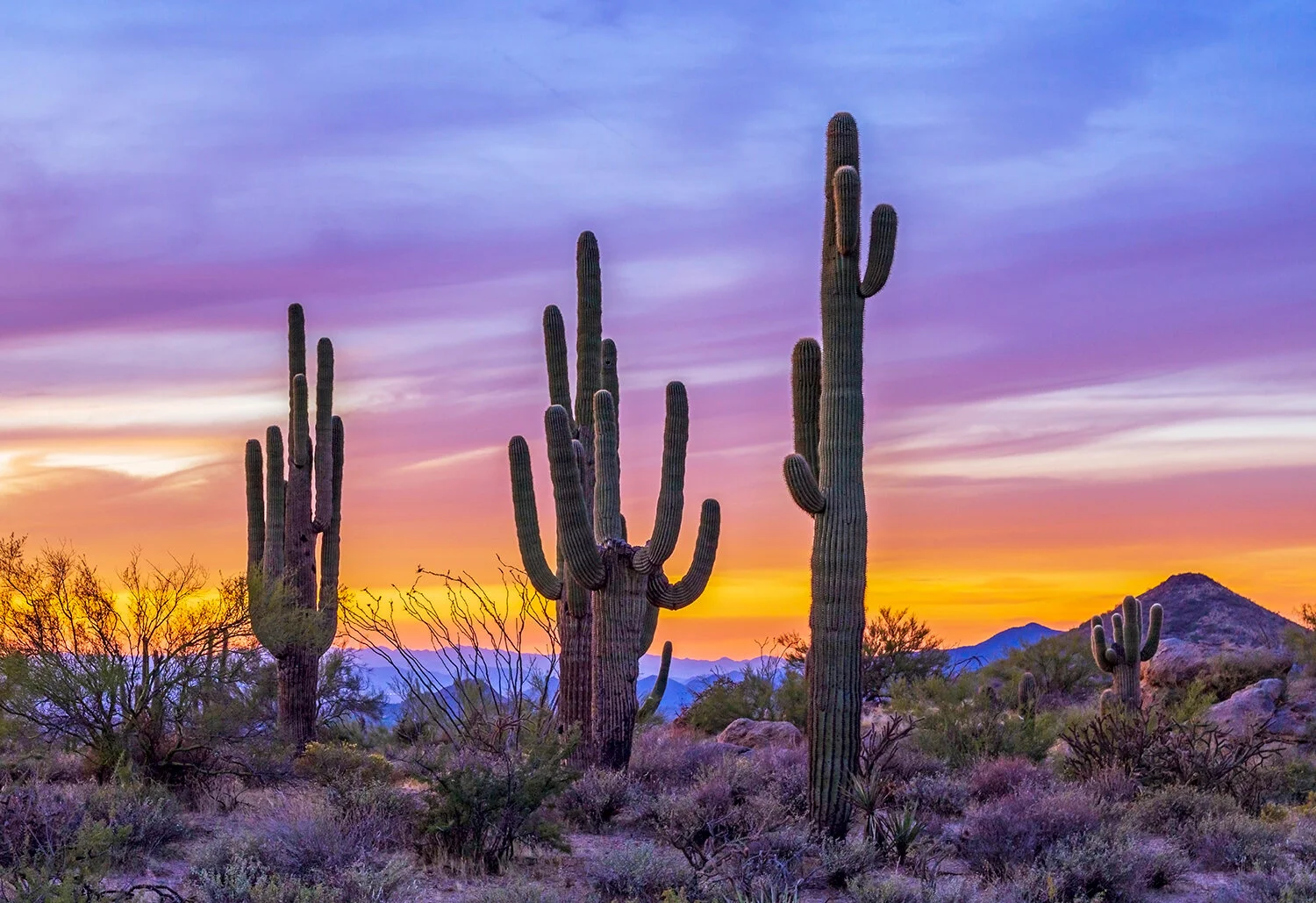 Southwest USA Cactus Stock Images, Photos | Photography