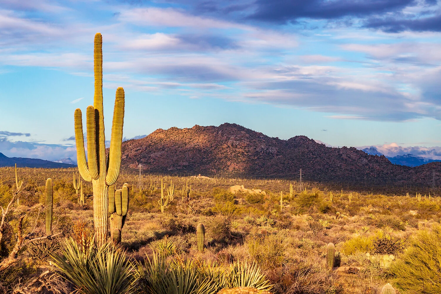 Southwest USA Cactus Stock Images, Photos | Photography