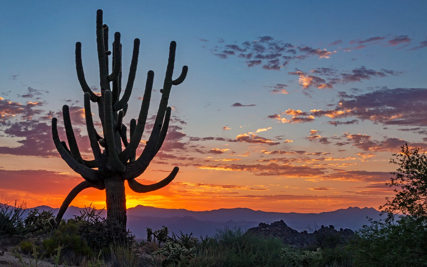 Southwest USA Cactus Stock Images, Photos | Photography