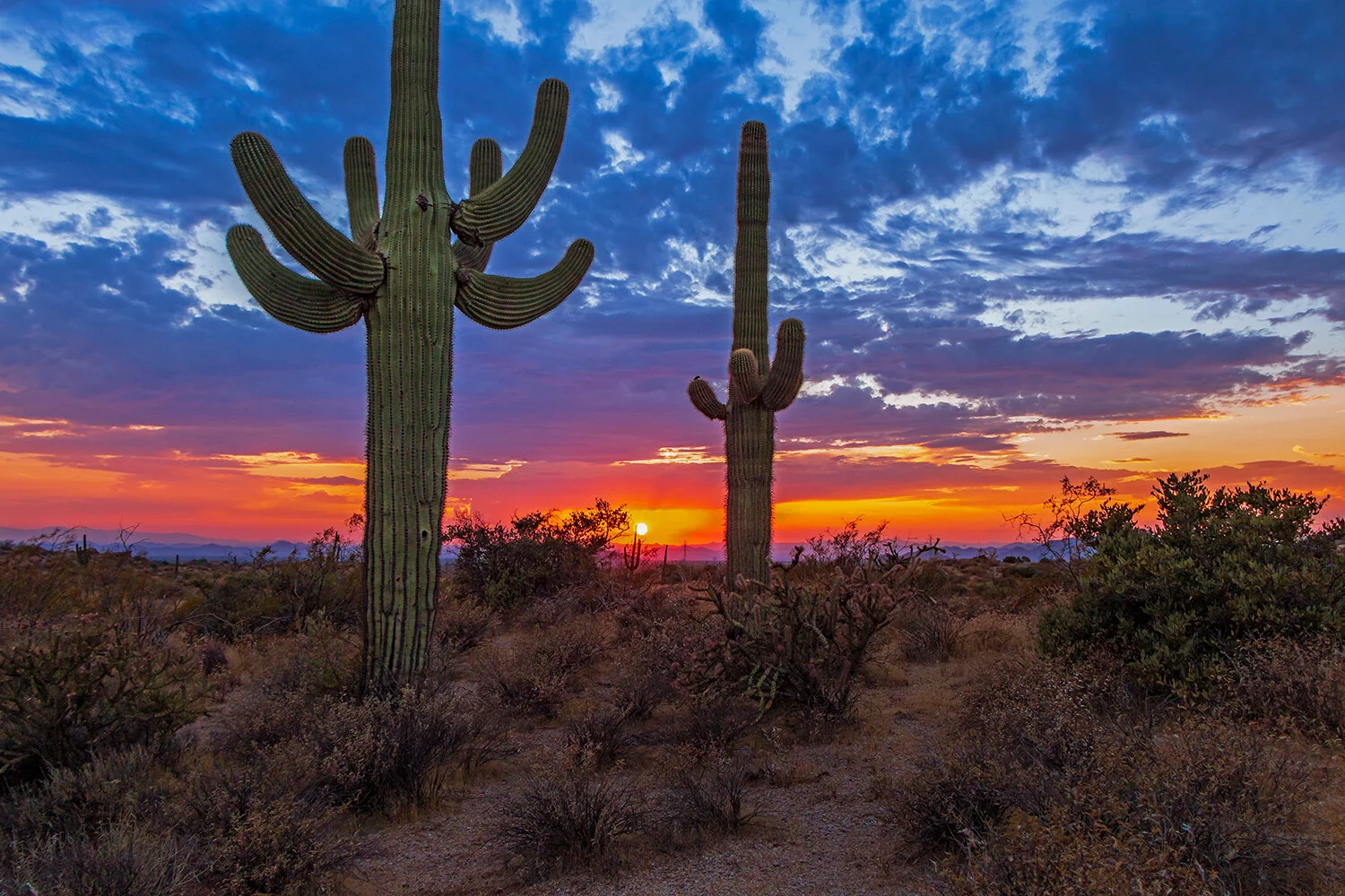 Southwest USA Cactus Stock Images, Photos | Photography