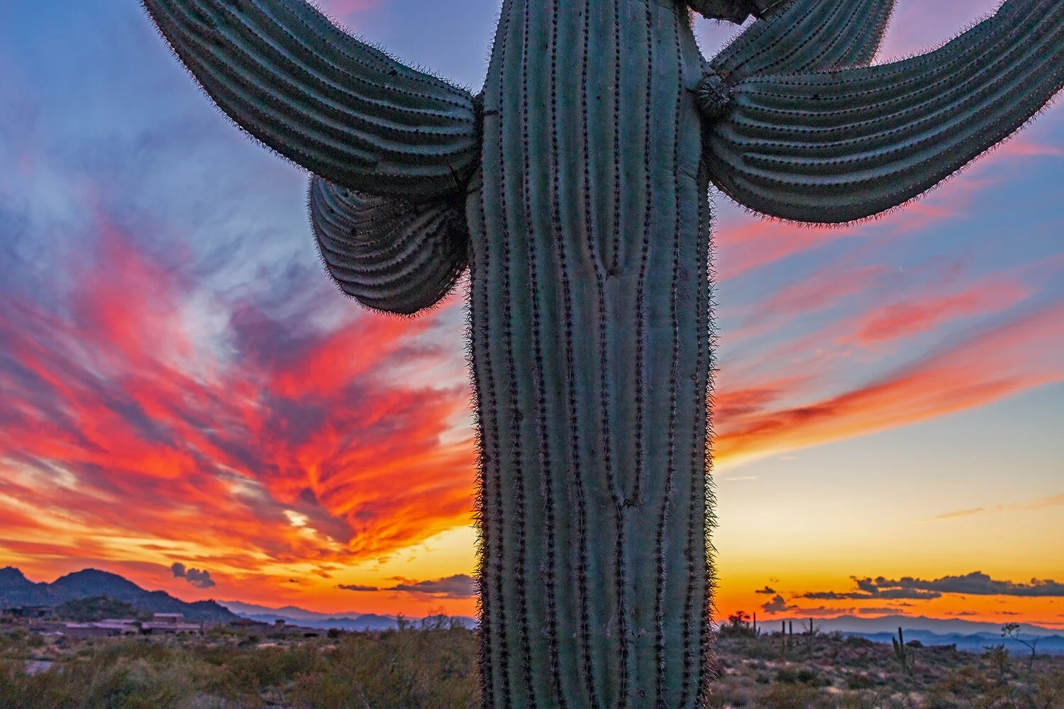 Southwest USA Cactus Stock Images, Photos | Photography