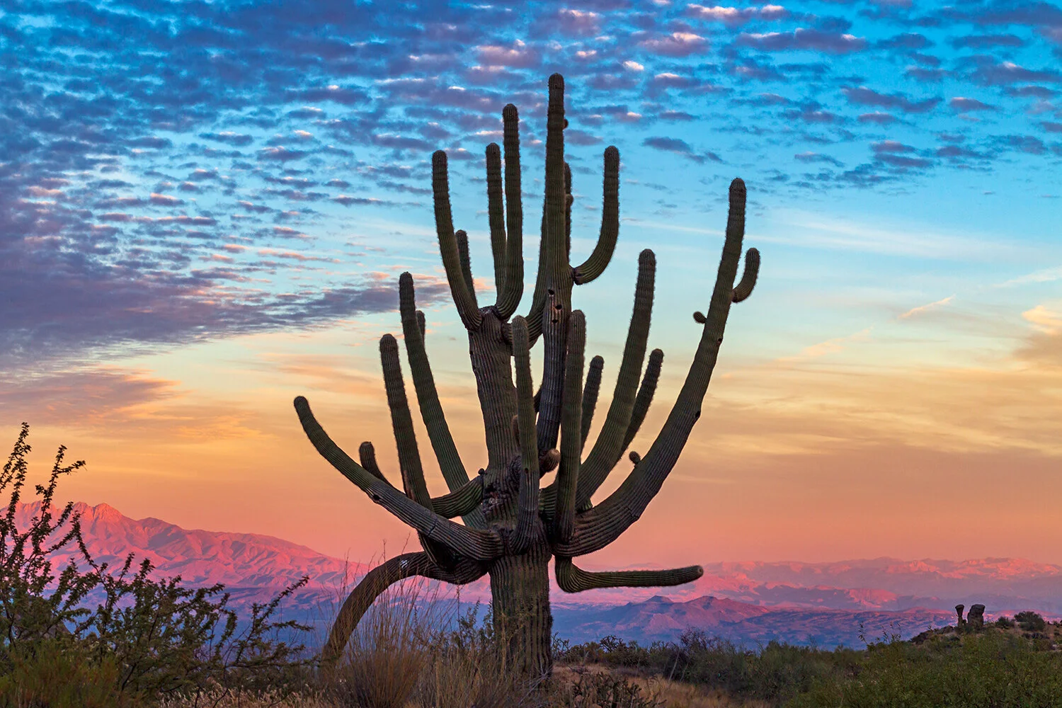 Southwest USA Cactus Stock Images, Photos | Photography
