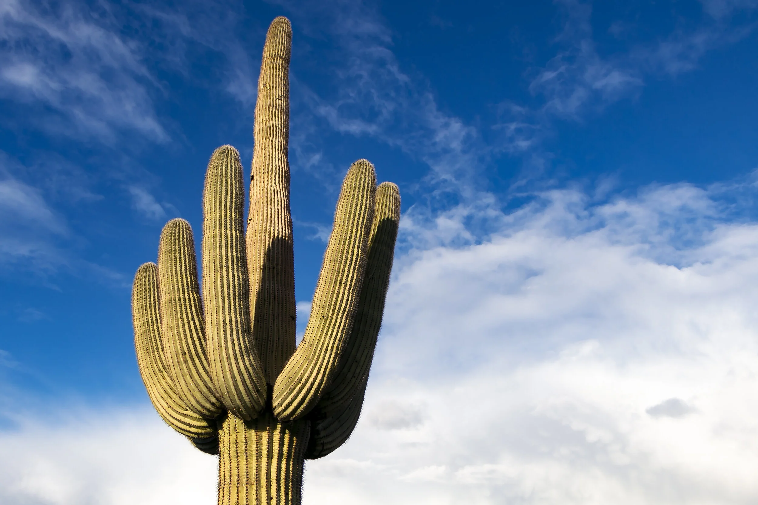 Southwest Cactus Images For Sale | Digital Download Saguaro Cactus ...