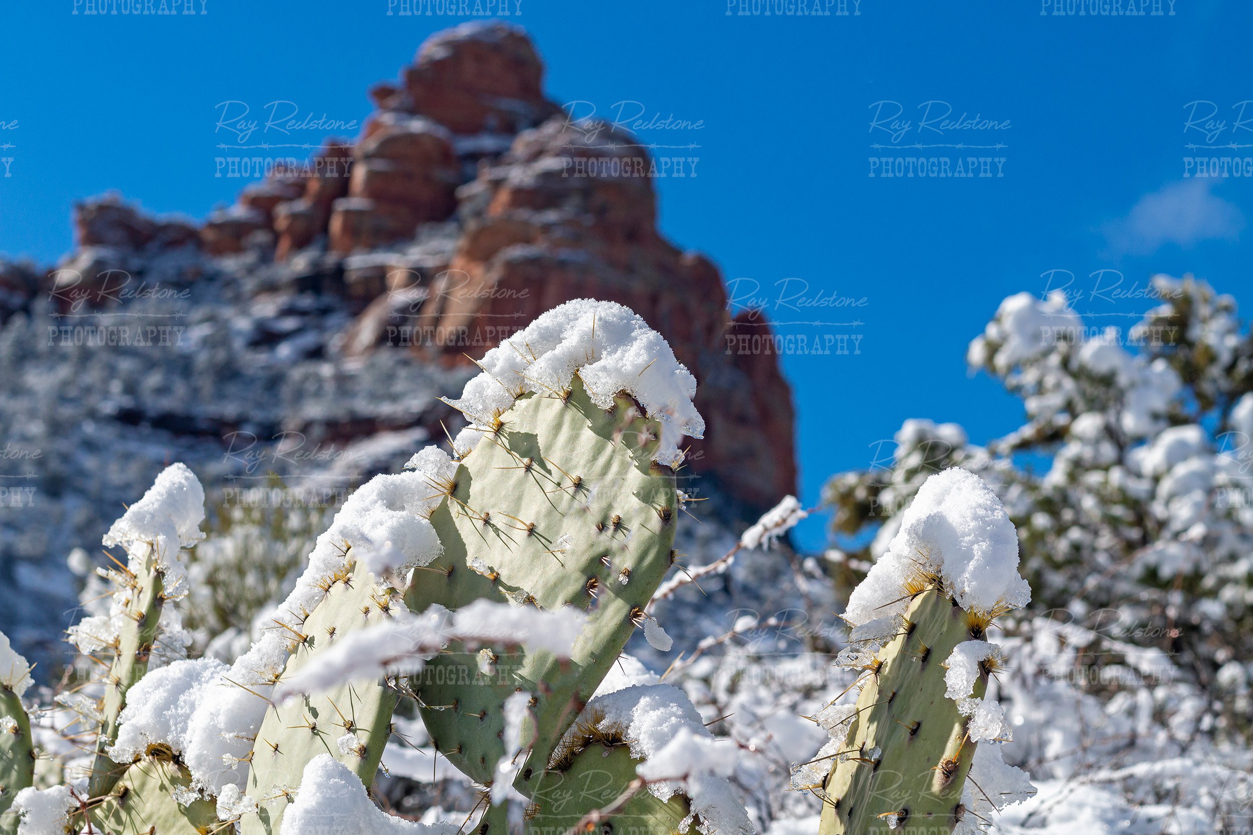 Southwest Cactus Images For Sale | Saguaro Cactus Photos, Pictures