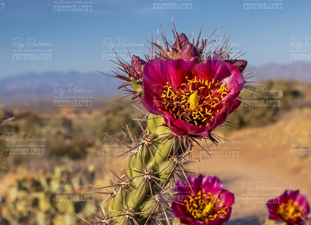 Cactus Flower In The Desert