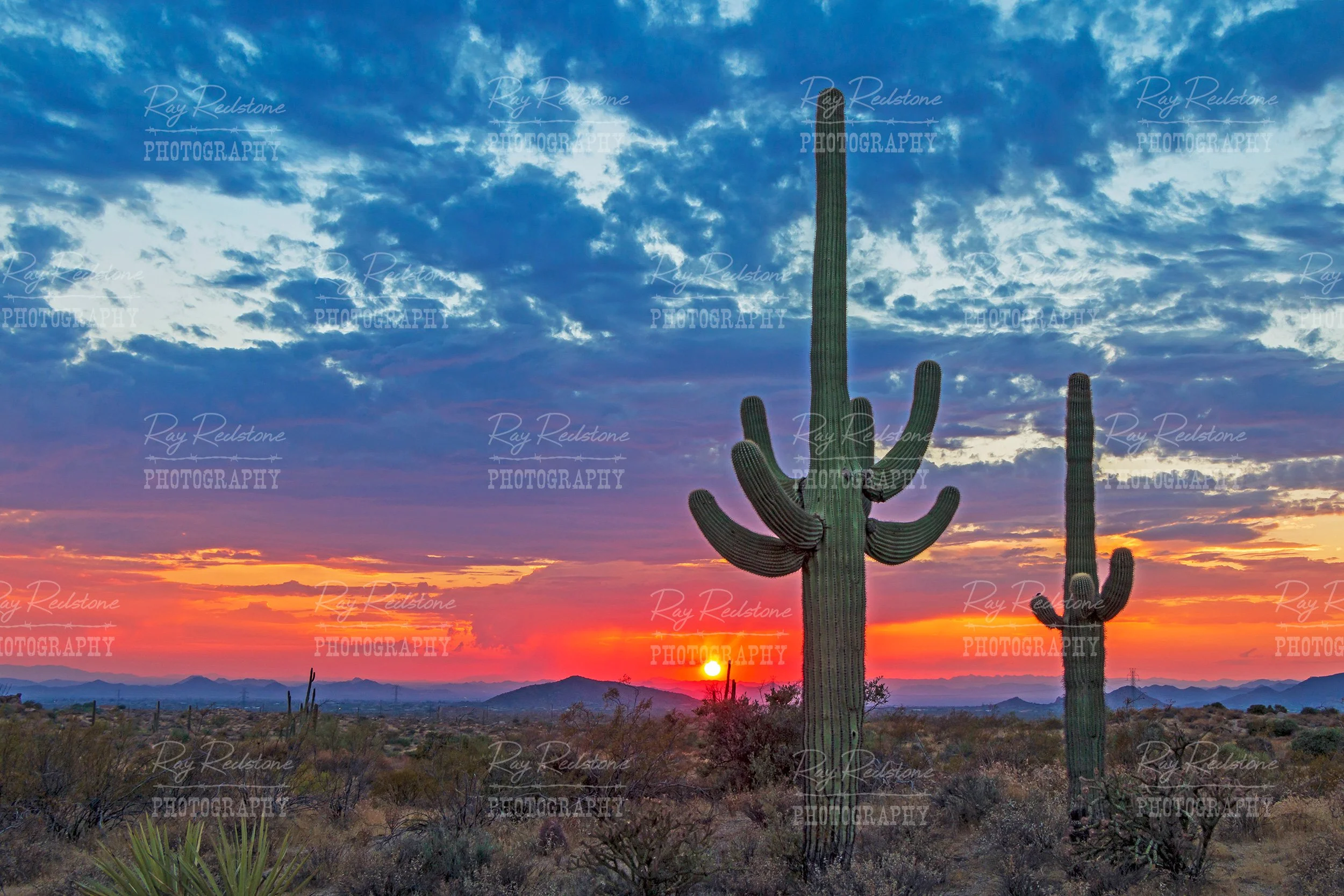 Southwest Cactus Stock Images For Sale | Saguaro Cactus Photos, Pictures