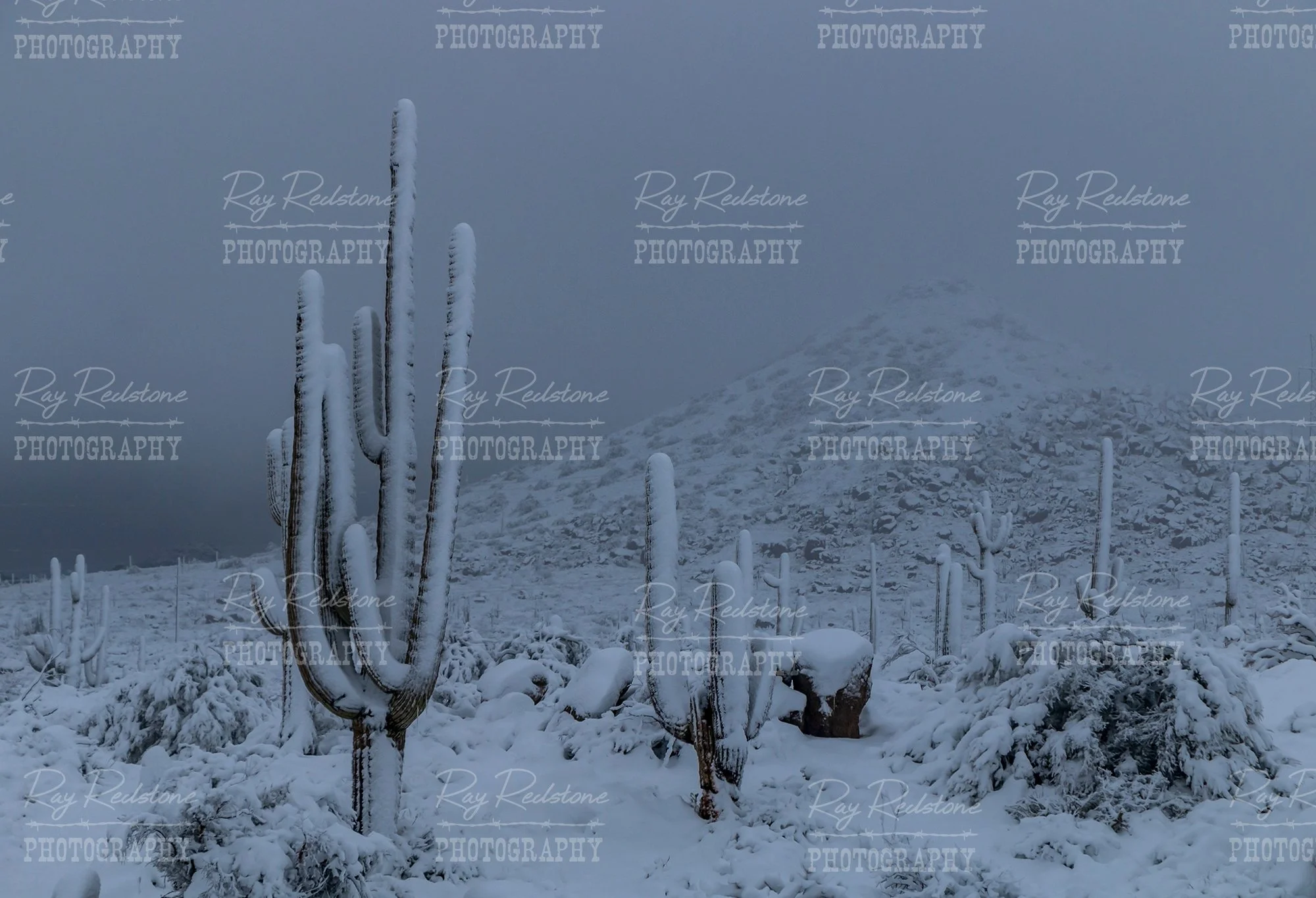 Southwest Cactus Images For Sale | Digital Download Saguaro Cactus ...
