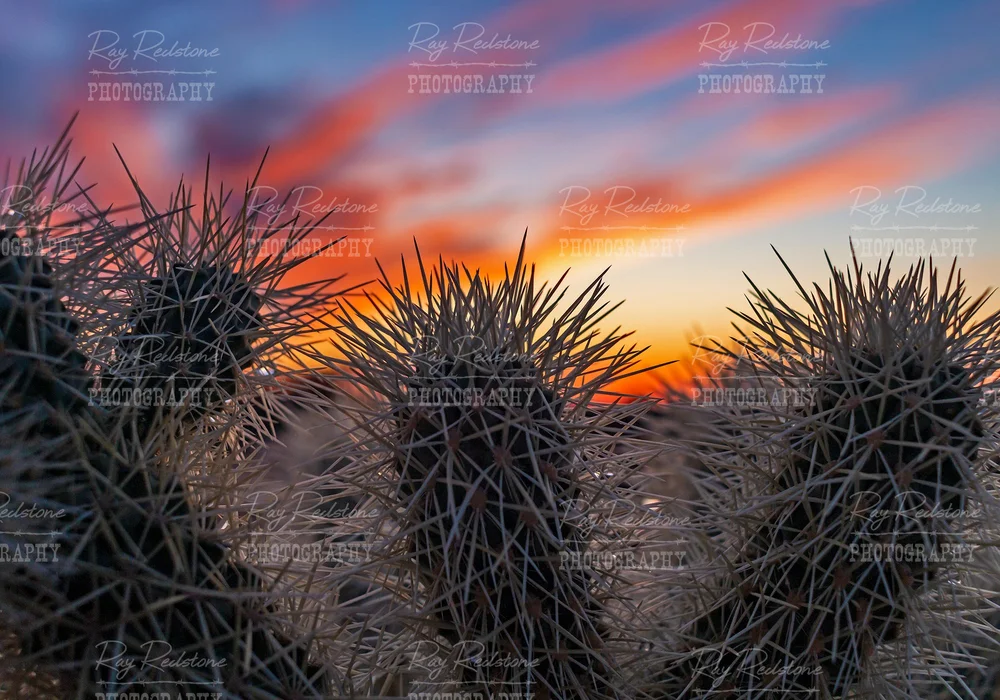 Southwest Cactus Images For Sale | Saguaro Cactus Photos, Pictures