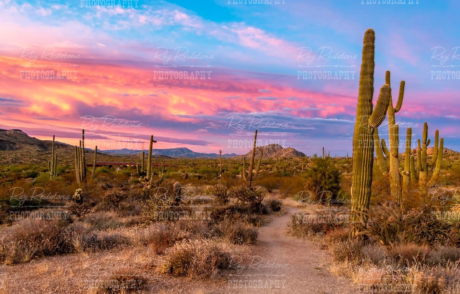 Sonoran Desert Sunset