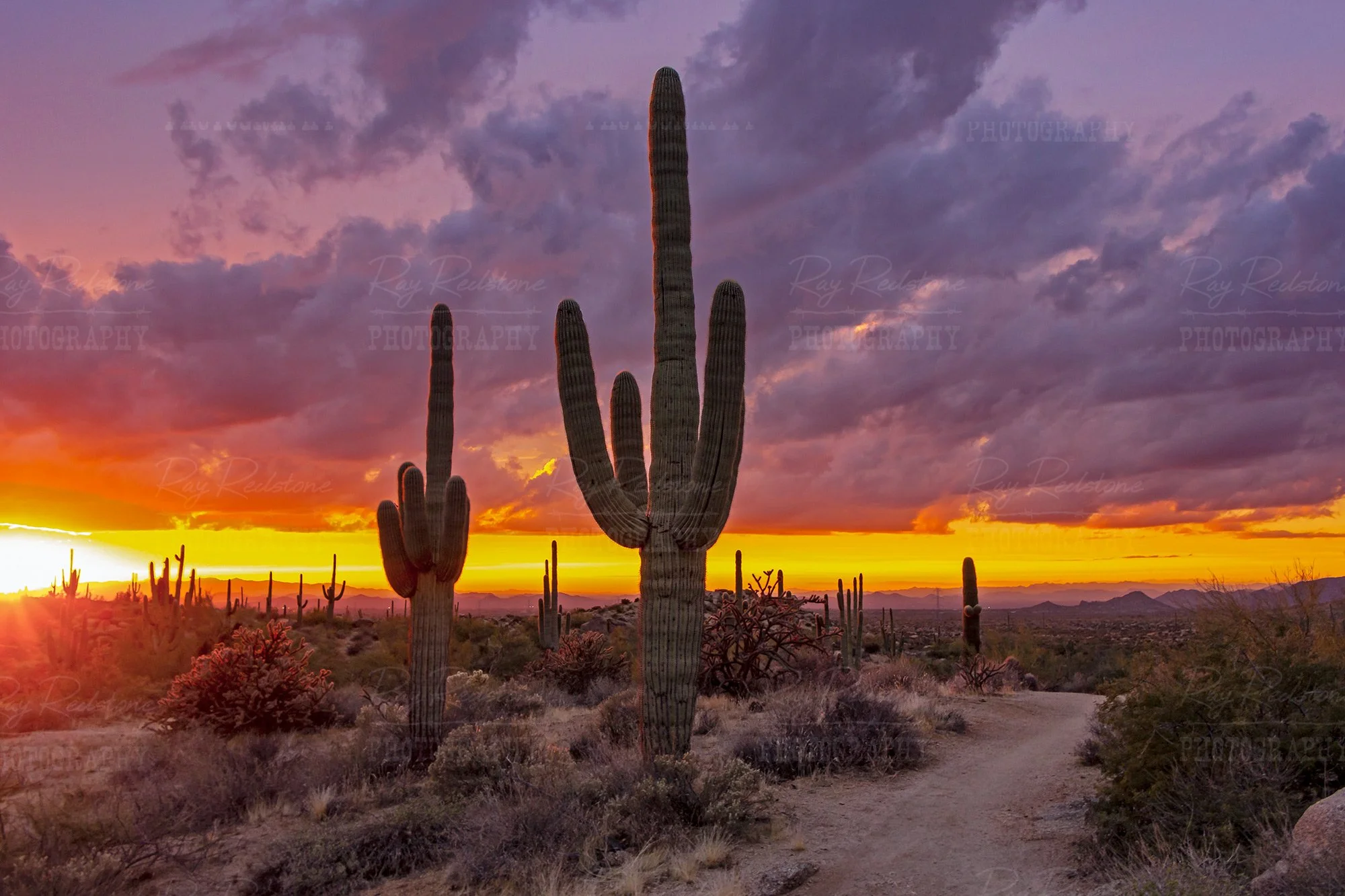 Vibrant Sunset Skies & Cactus Along Hiking Trail In The Phoenix Area