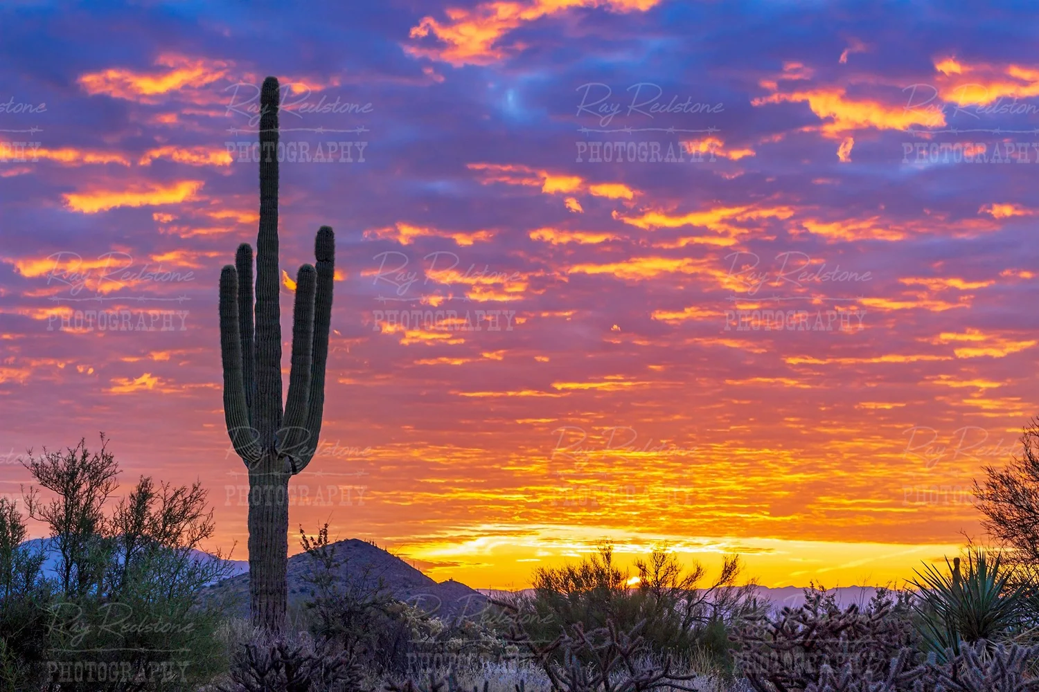 Lone Cactus In The Desert