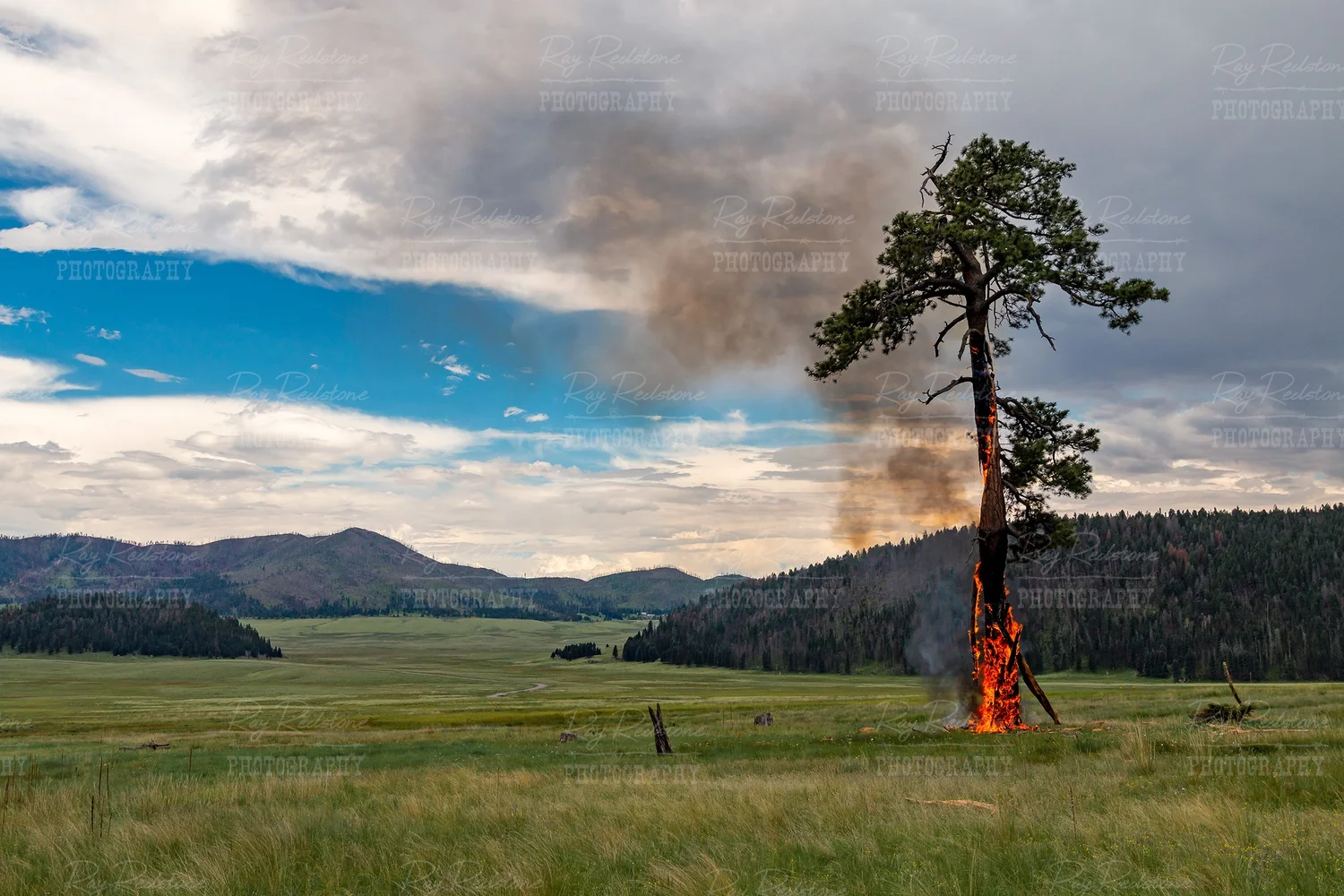 Catching Fire Lightning Tree