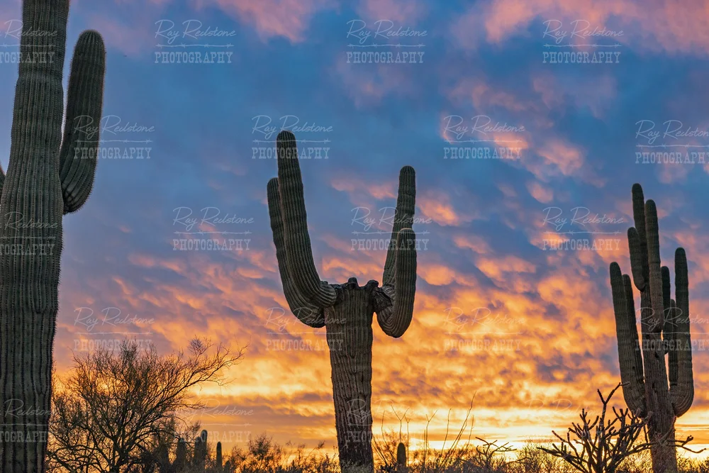 Southwest Cactus Images For Sale | Digital Download Saguaro Cactus ...