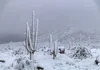 Southwest Cactus Images For Sale | Saguaro Cactus Photos, Pictures