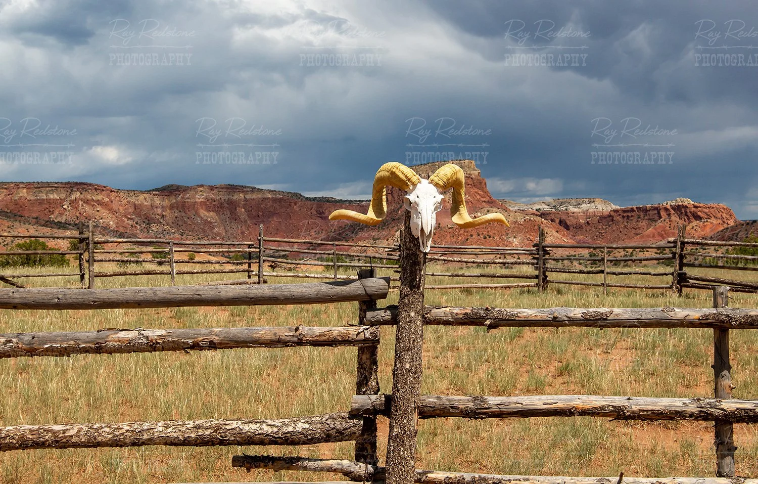Old West Skull Images | Bighorn Ram Sheep Skulls | Cow Skulls ...