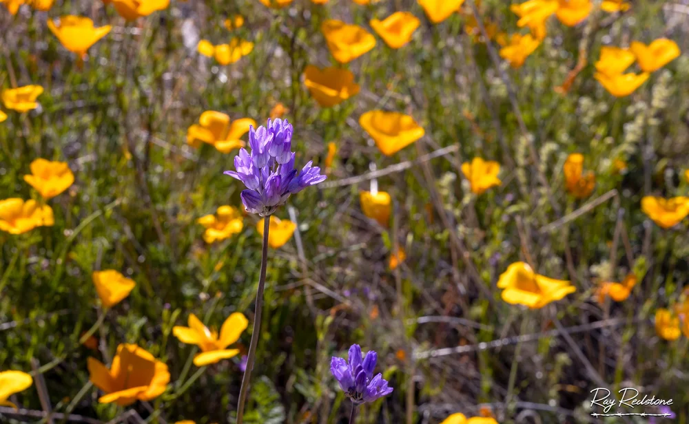 Arizona Wildflower Super Bloom 2023 Images | Photography Tips ...