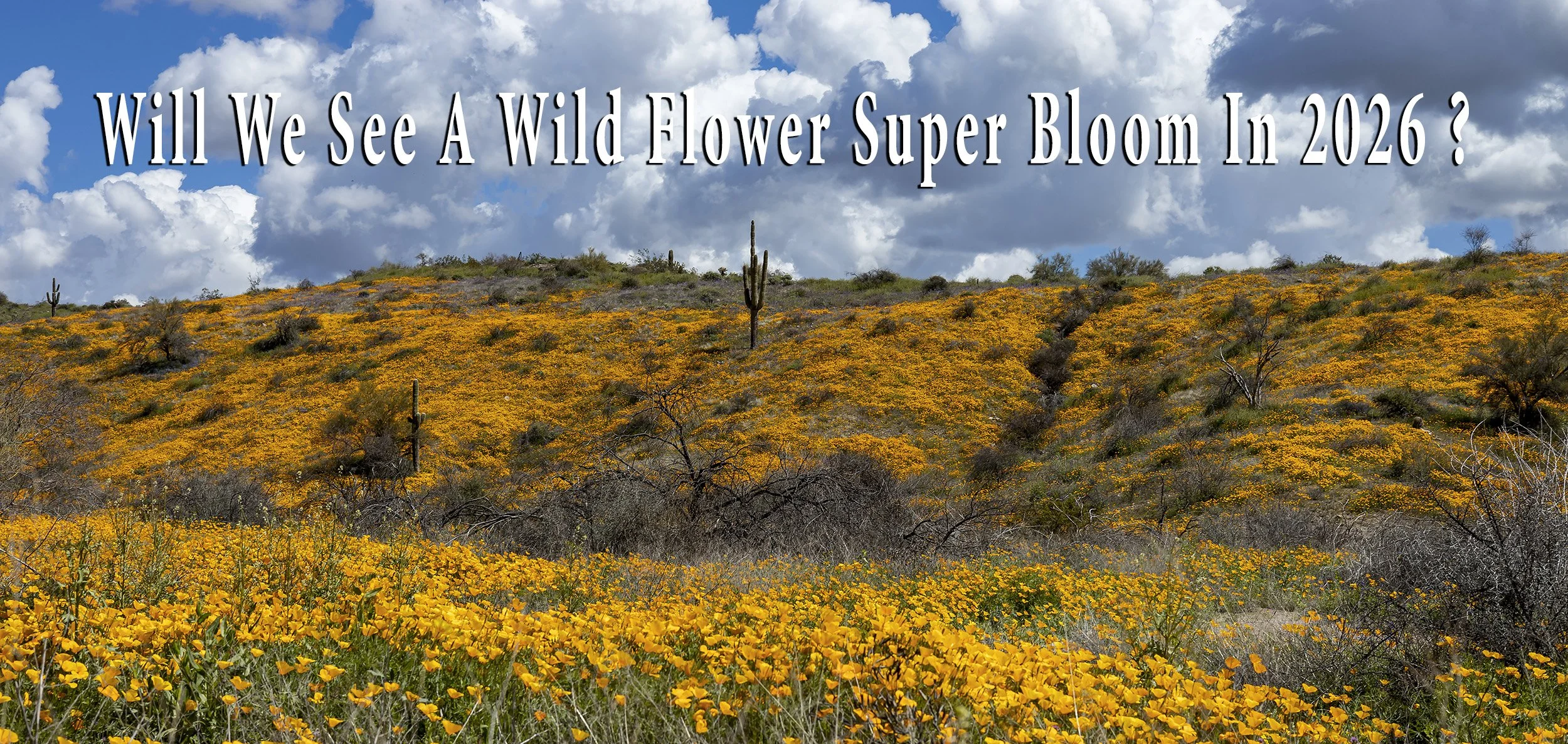 Will There Be A Arizona Wildflower Super Bloom In 2026