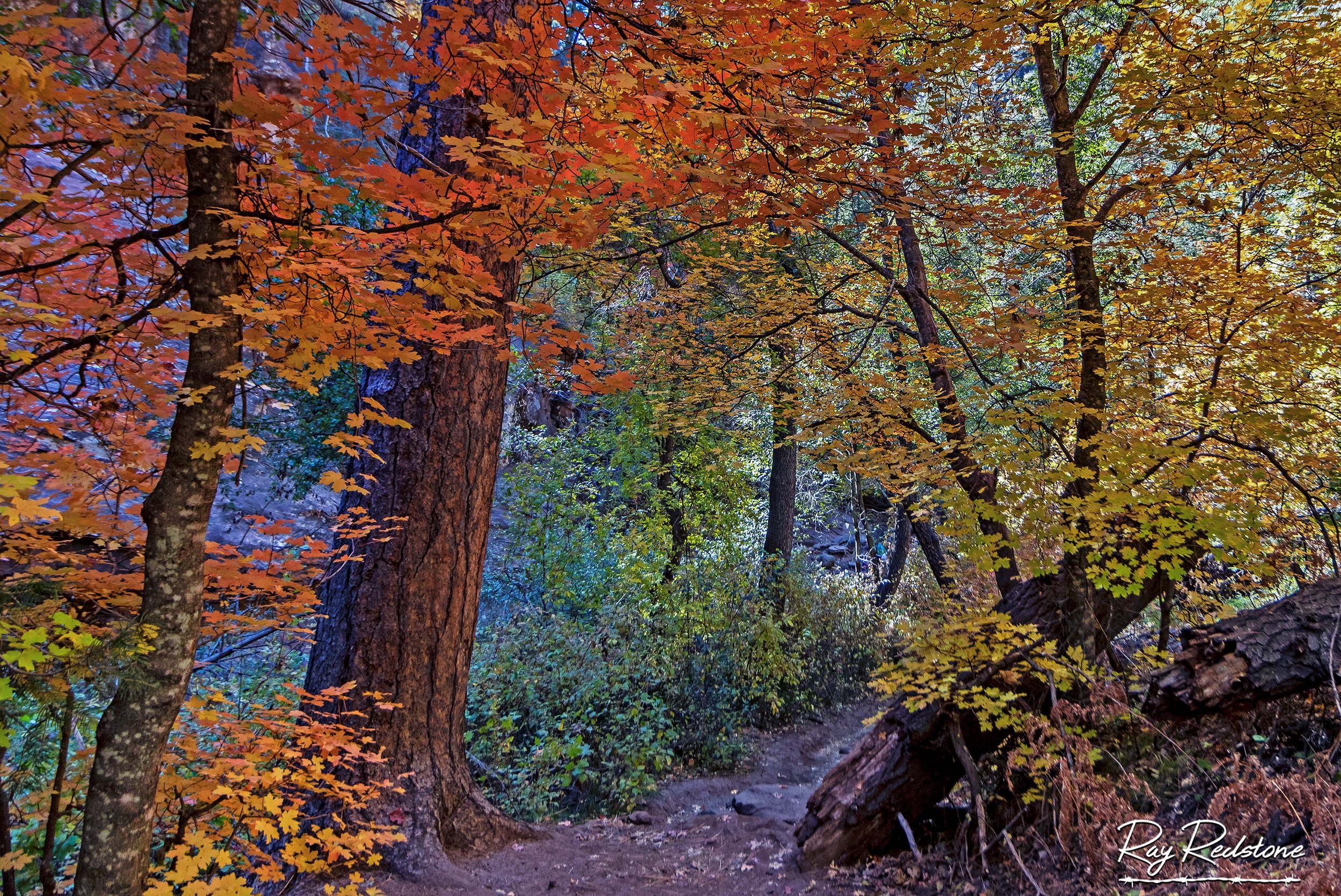 Images Of The West Fork Trail In Sedona Arizona | Photos | Hiking Trail ...