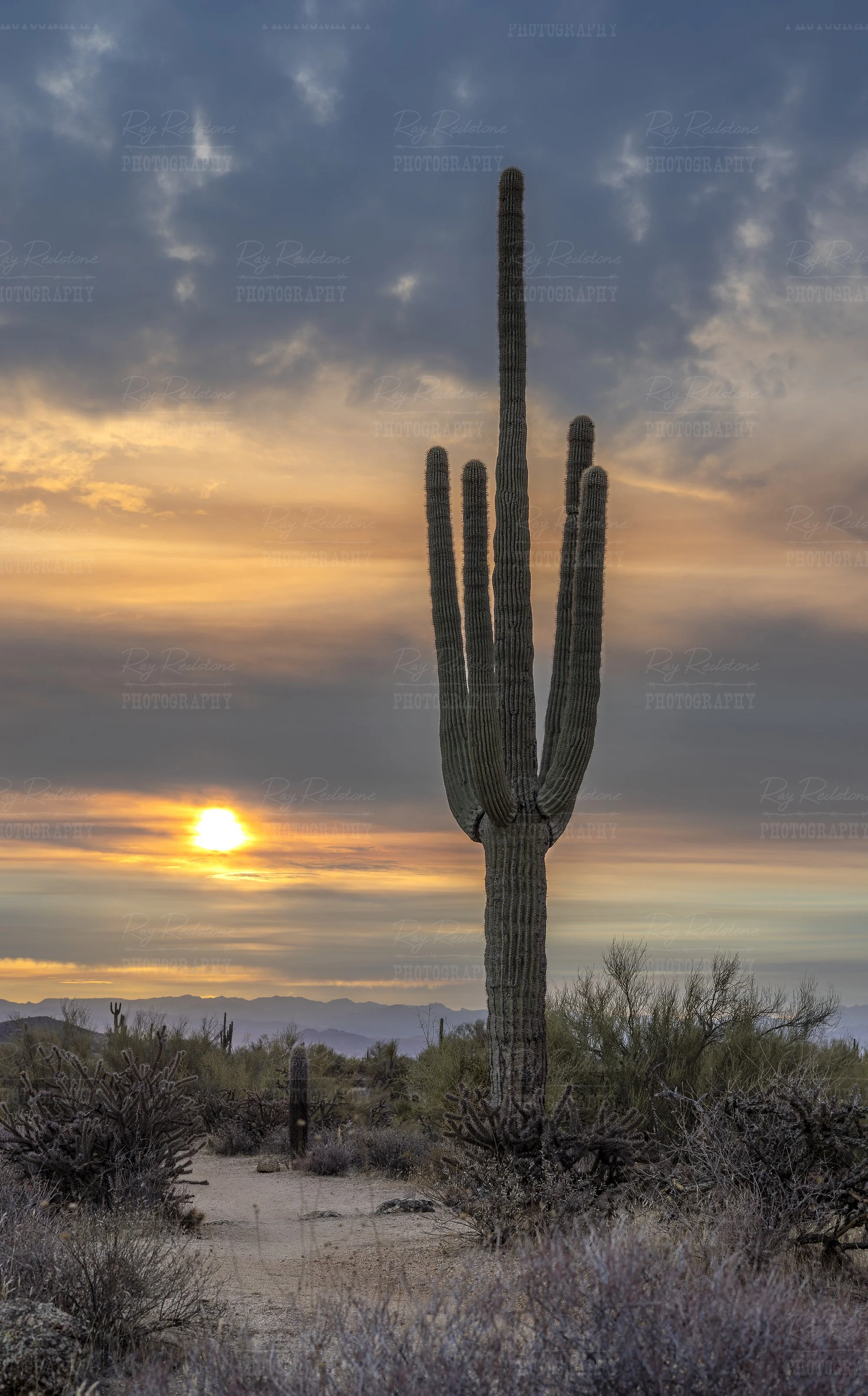 Southwest Cactus Images For Sale | Saguaro Cactus Photos, Pictures
