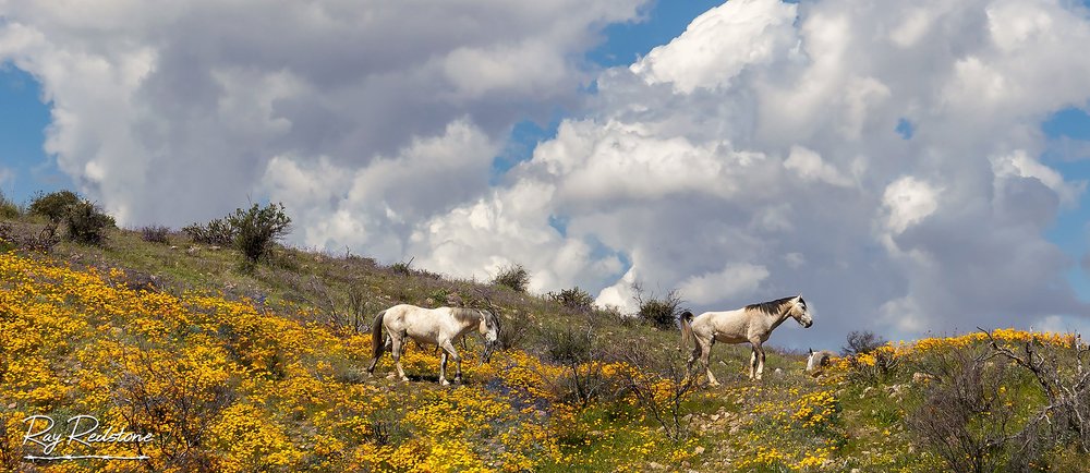 Where To See Wildflowers And Wild Horses In Arizona 2026