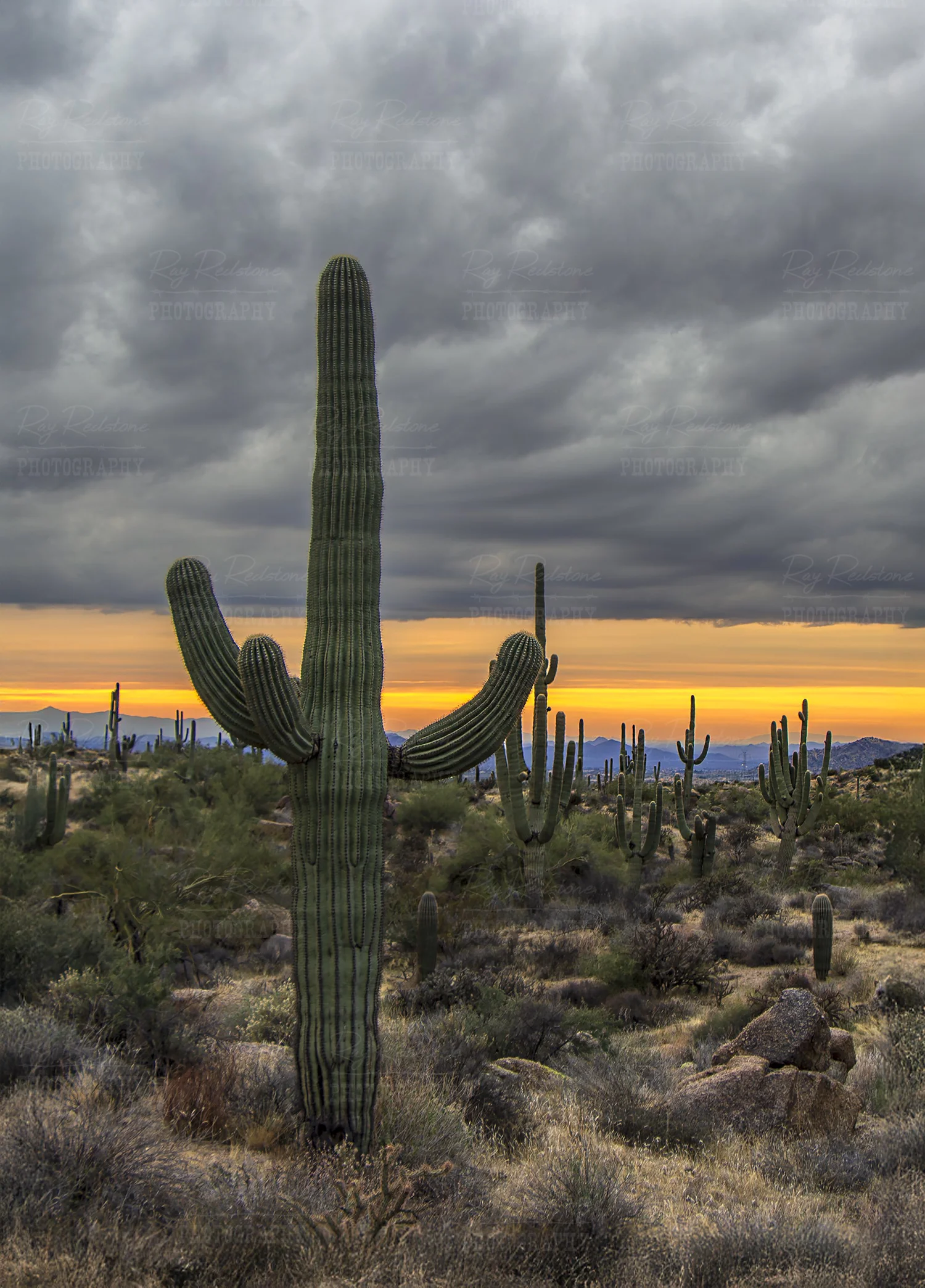 Southwest Cactus Images For Sale | Saguaro Cactus Photos, Pictures