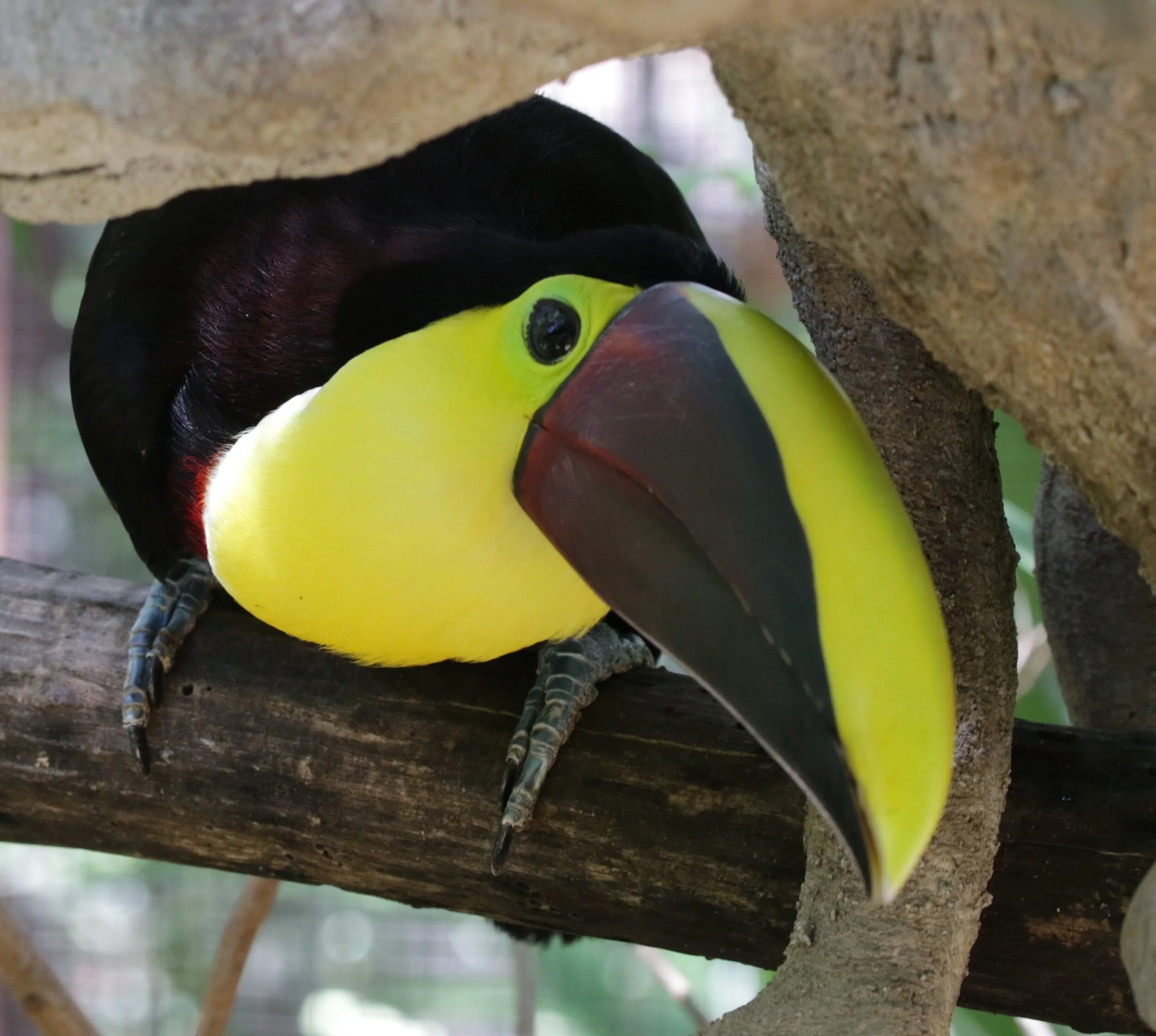 Pilot Butte Wild Horse, Rock Springs WY — Cowboy Photography