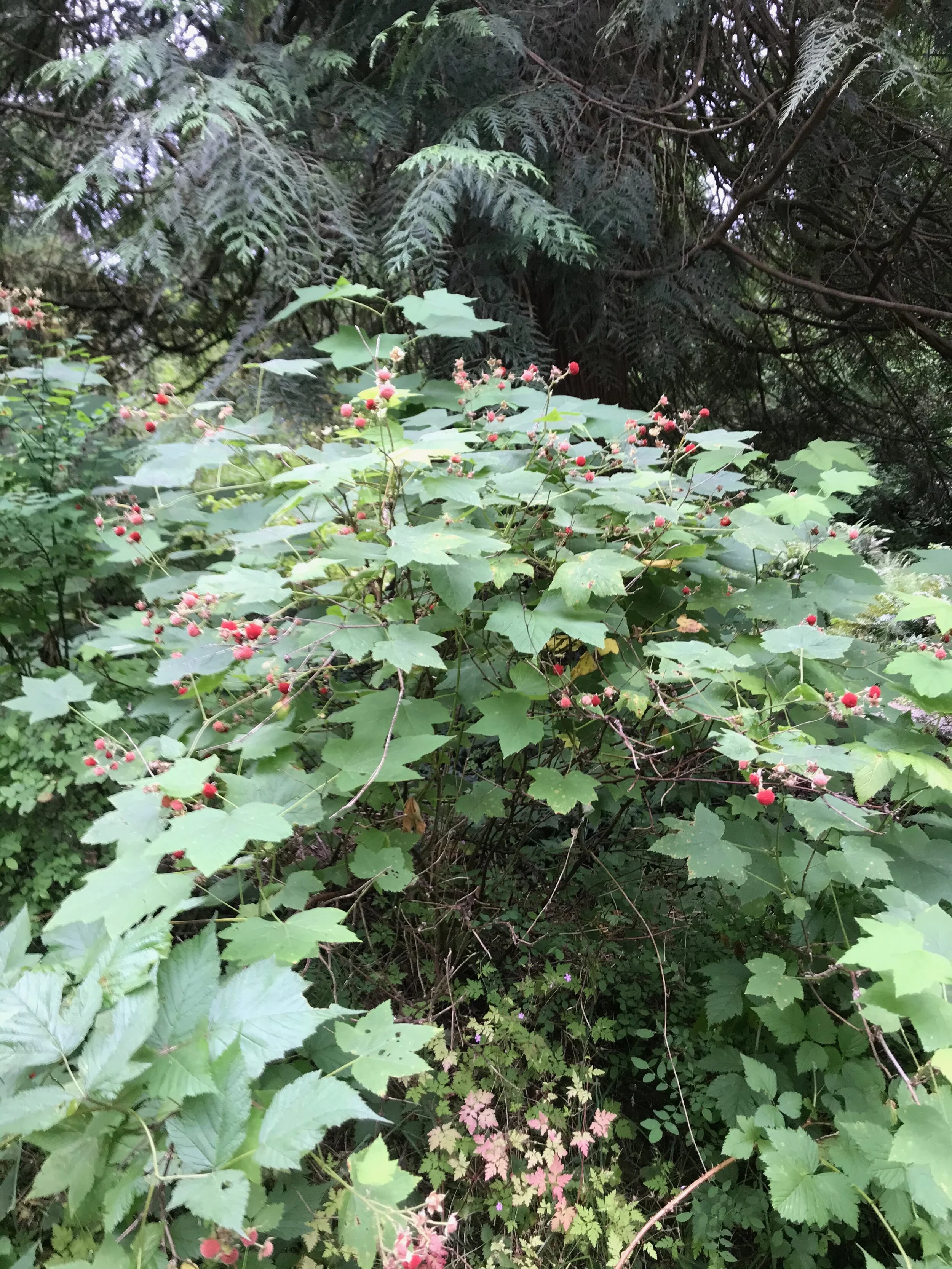 Rubus Parviflorus