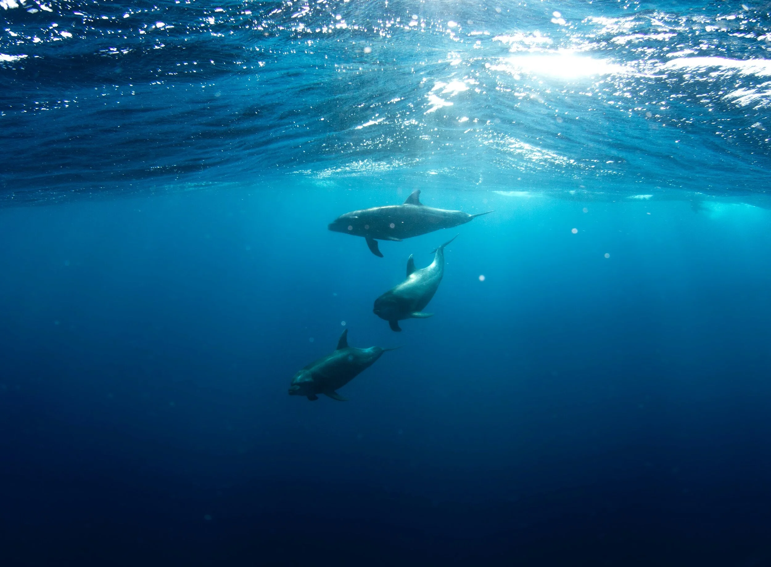 Contact Us — Blue Nature Alliance