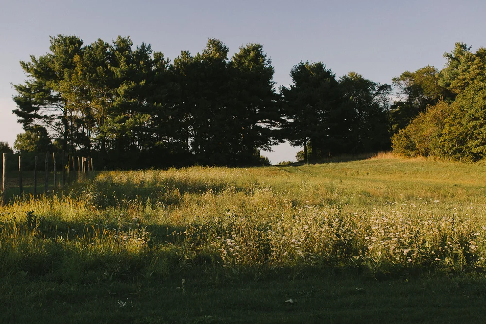 Our Story — Golden Hour Farm